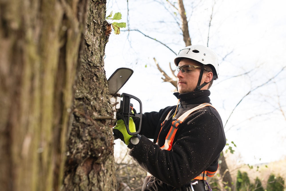How to start up a tree surgeon business in 2023 - Invoice Funding