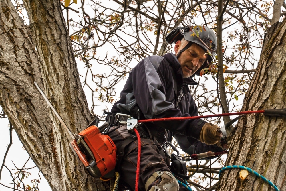Tree surgeon sector trends in 2025 - Invoice Funding